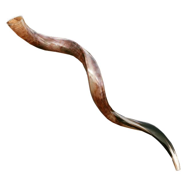 Yemenite Shofar - 90-94 cm | 35-37 inches
