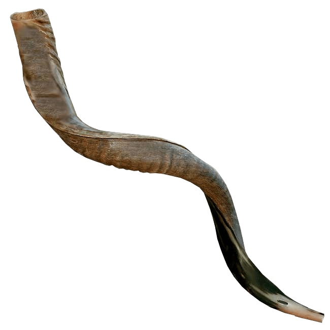 Yemenite Shofar - 90-94 cm | 35-37 inches